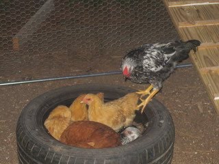 A Taste of the Good Life: Ghetto Chickens