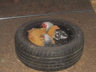 A Taste of the Good Life: Ghetto Chickens