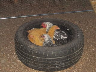 A Taste of the Good Life: Ghetto Chickens