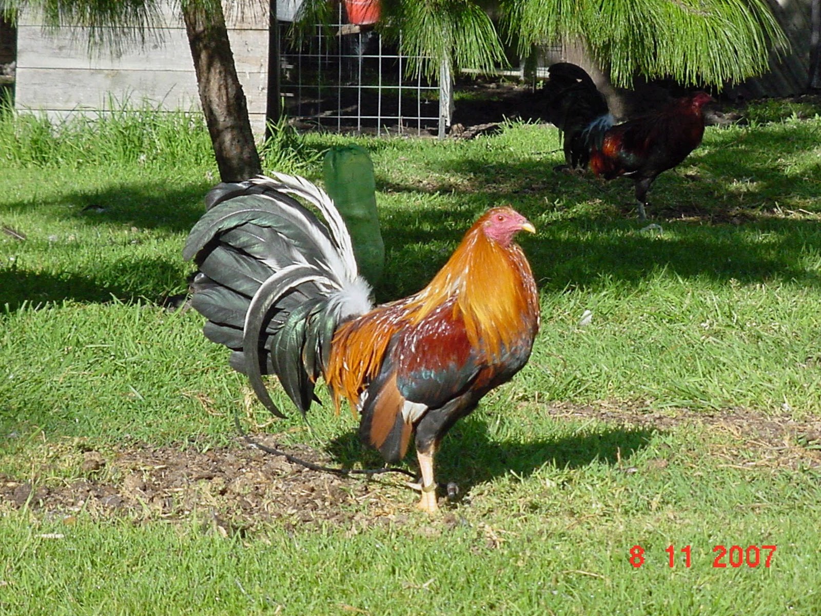Veterinaria Reino Animal: diciembre 2010
