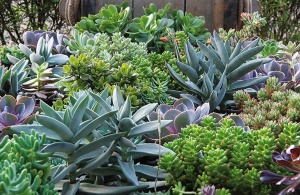 pesquisa rapida do cicero: as plantas