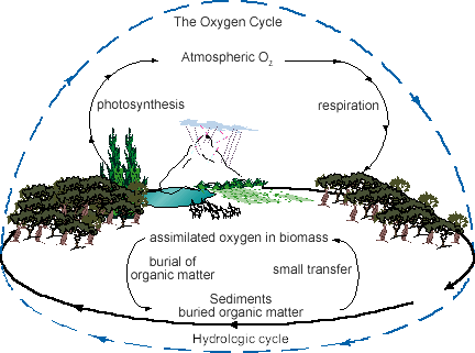 earth loving: Final Exam Biogeochemical Cycles