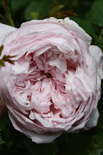 ROSE GARDEN Malevik: klätt om två gamla nollstolar ~ new makeover with ...