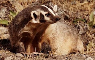 Los Animales!!: Meles Meles (Tejón)