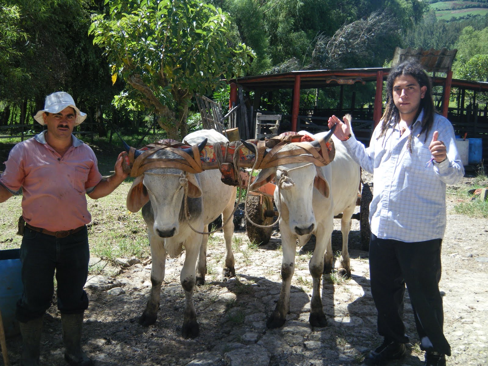 Los Boyeros: Tradición del boyeo