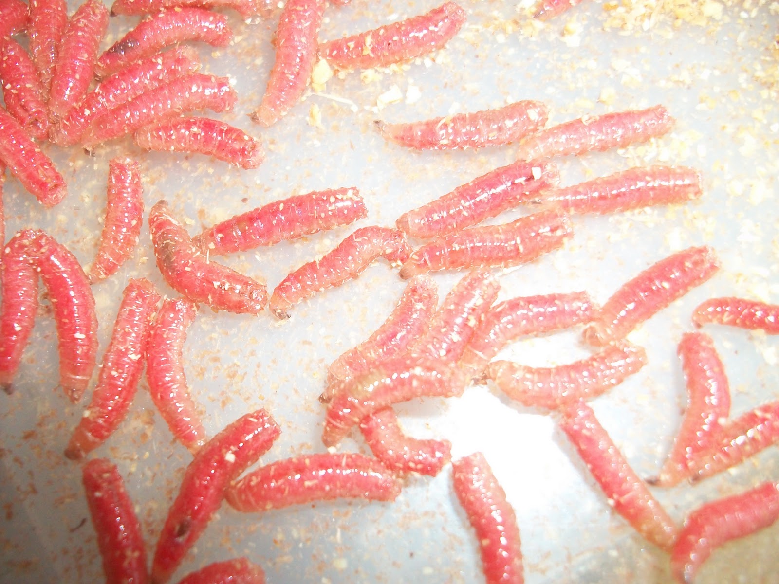 Match Fishing in Europe: FRESH SWEDISH MAGGOT ARRIVED TODAY