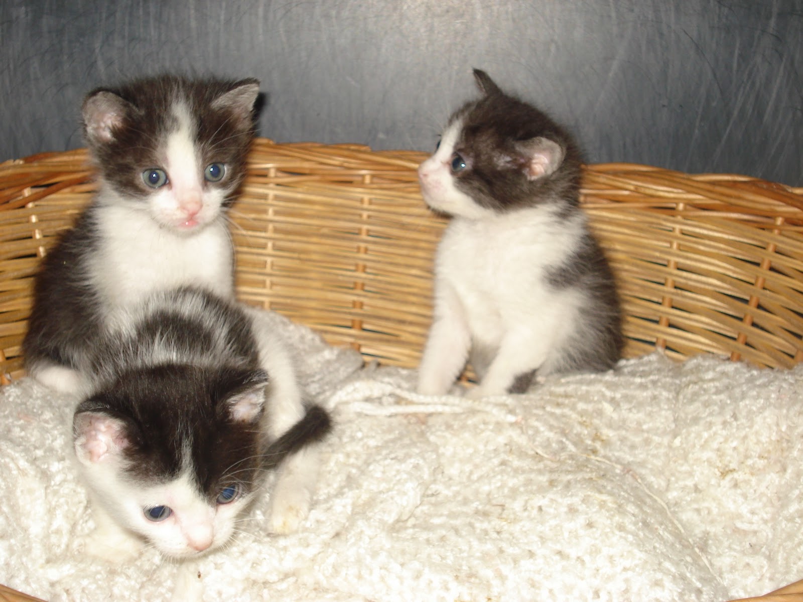 Adopta tu mascota.: Gatitos Bebés en adopción!!! ( Rosario) TODOS ...