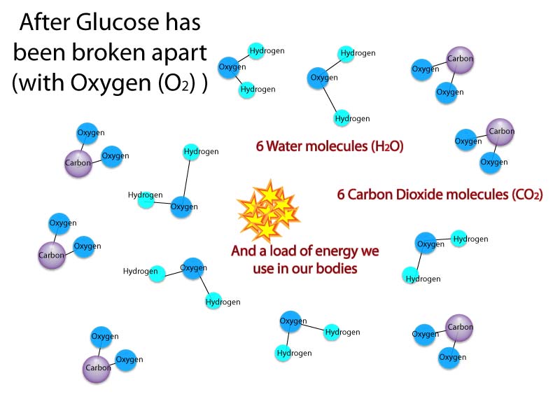 A Rational Look At Breatharianism: Normal metabolism