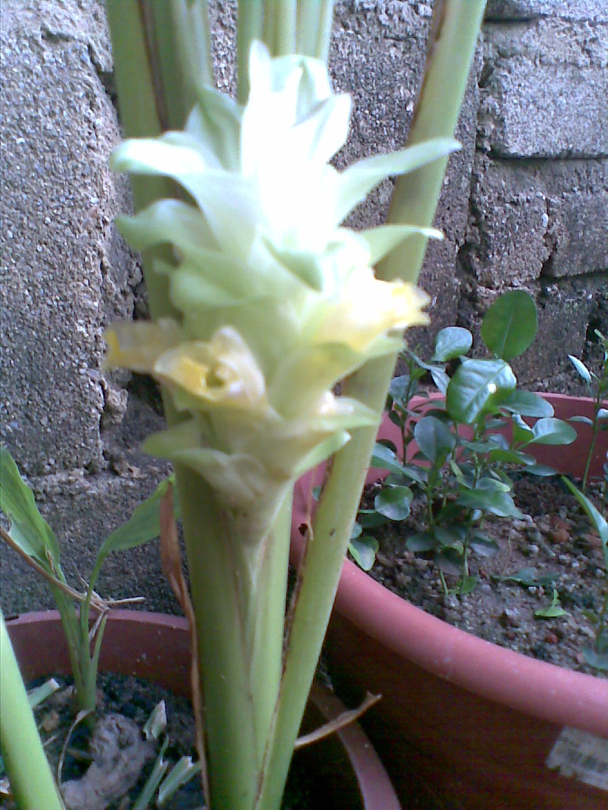 danau kasih: bunga kunyit..fist time kita tengok..cantik dan pelik