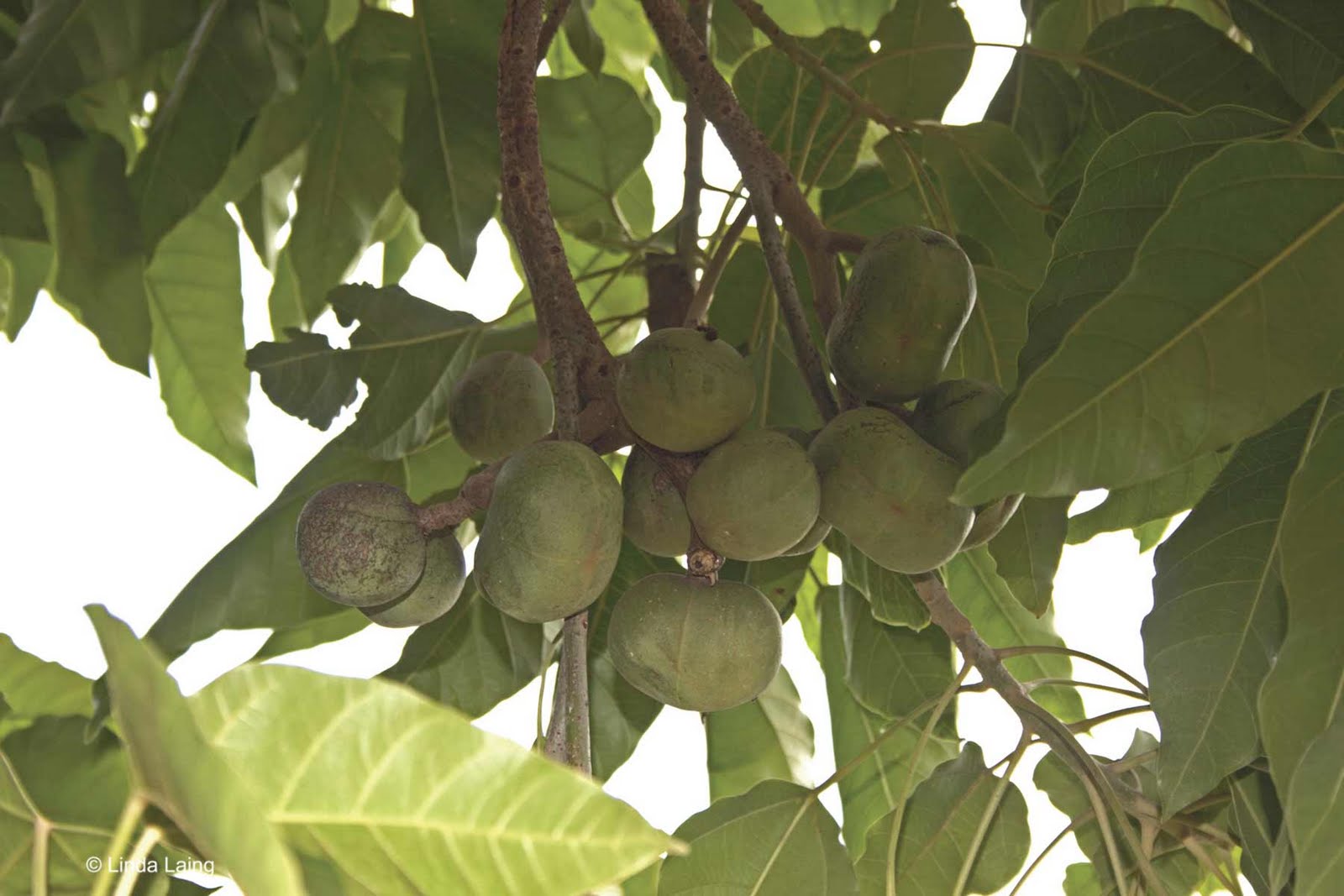 danau kasih: Buah Keras / Candlenut