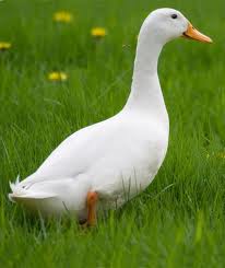 danau kasih: Itik / duck / bebek