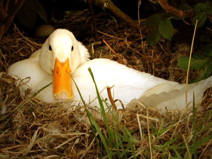 danau kasih: Itik / duck / bebek