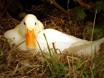 danau kasih: Itik / duck / bebek
