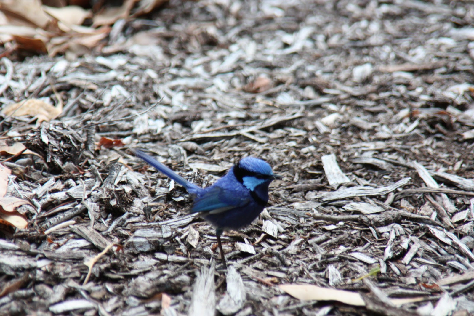 Notes from under the Mountain: LITTLE BLUE WREN