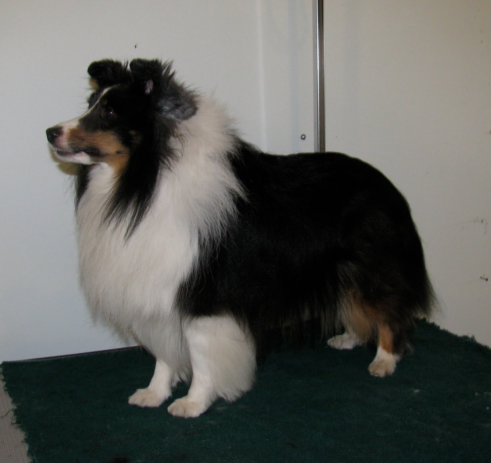 Life is Better with Sheltie Hair: A Shaggle of Shelties