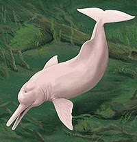 Canal Educando: Conto do Boto cor-de-rosa