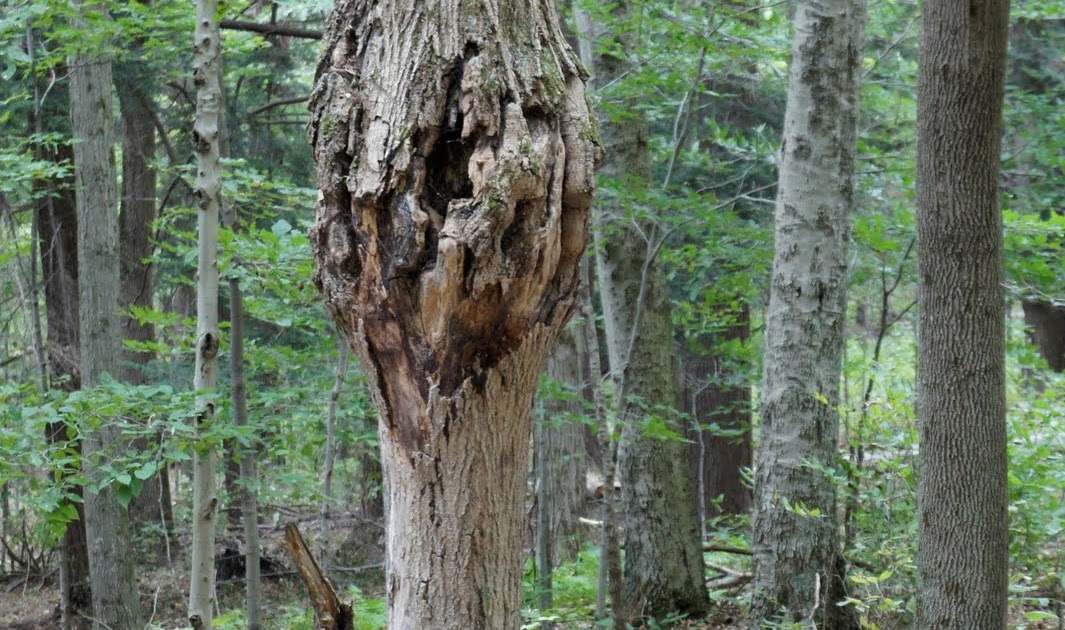 Starrucca PA: Amazing Eutypella Canker on the "Hardwood Trail" at Salt ...