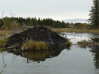Beaver Boardwalk Blog: Beaver Lodge Armour