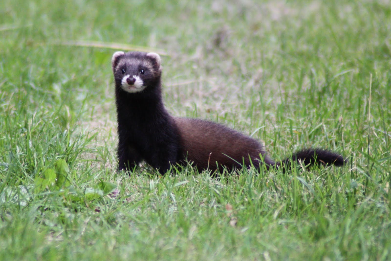 Livet Som Anna: En baby-iller