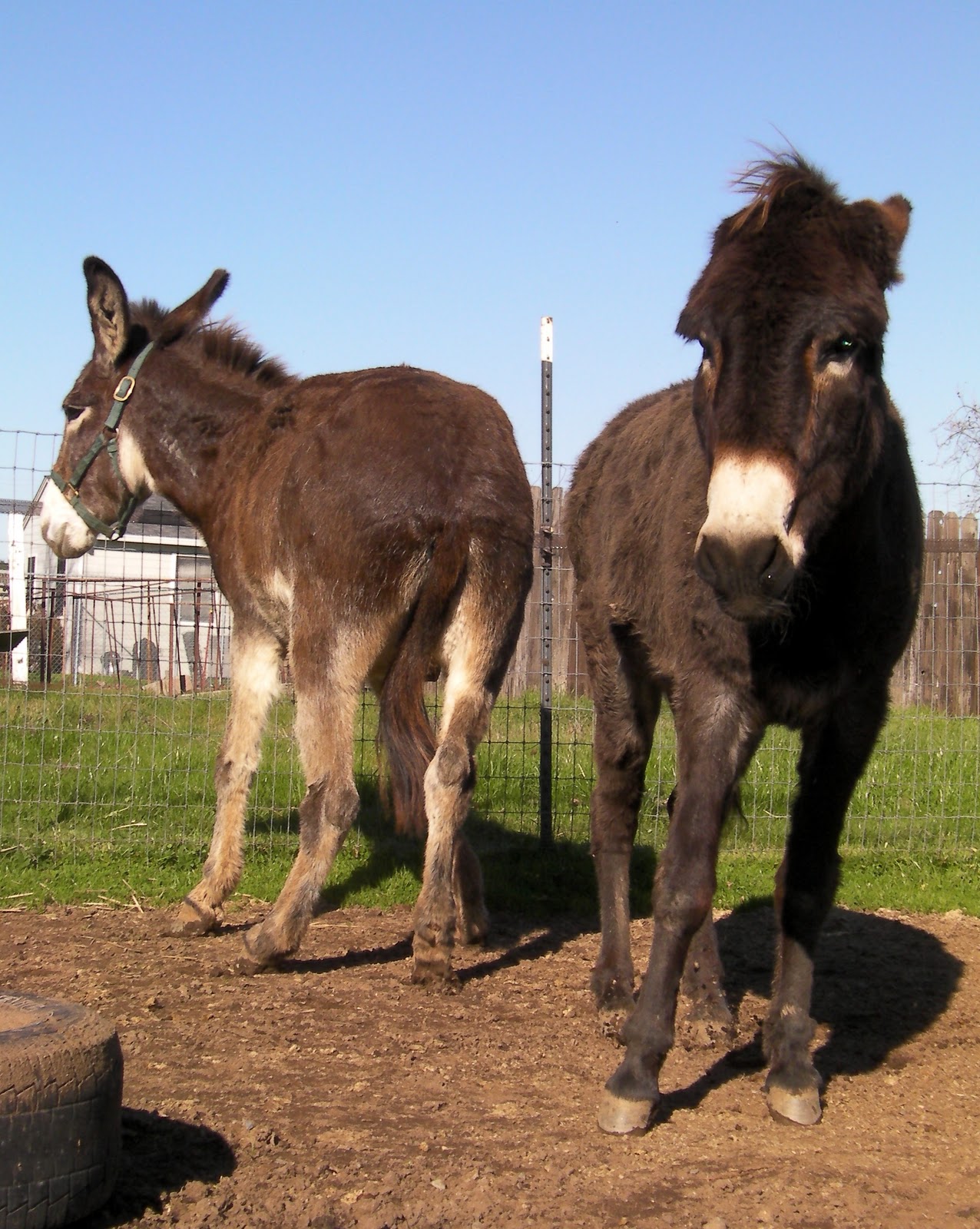 Daisy the Donkey