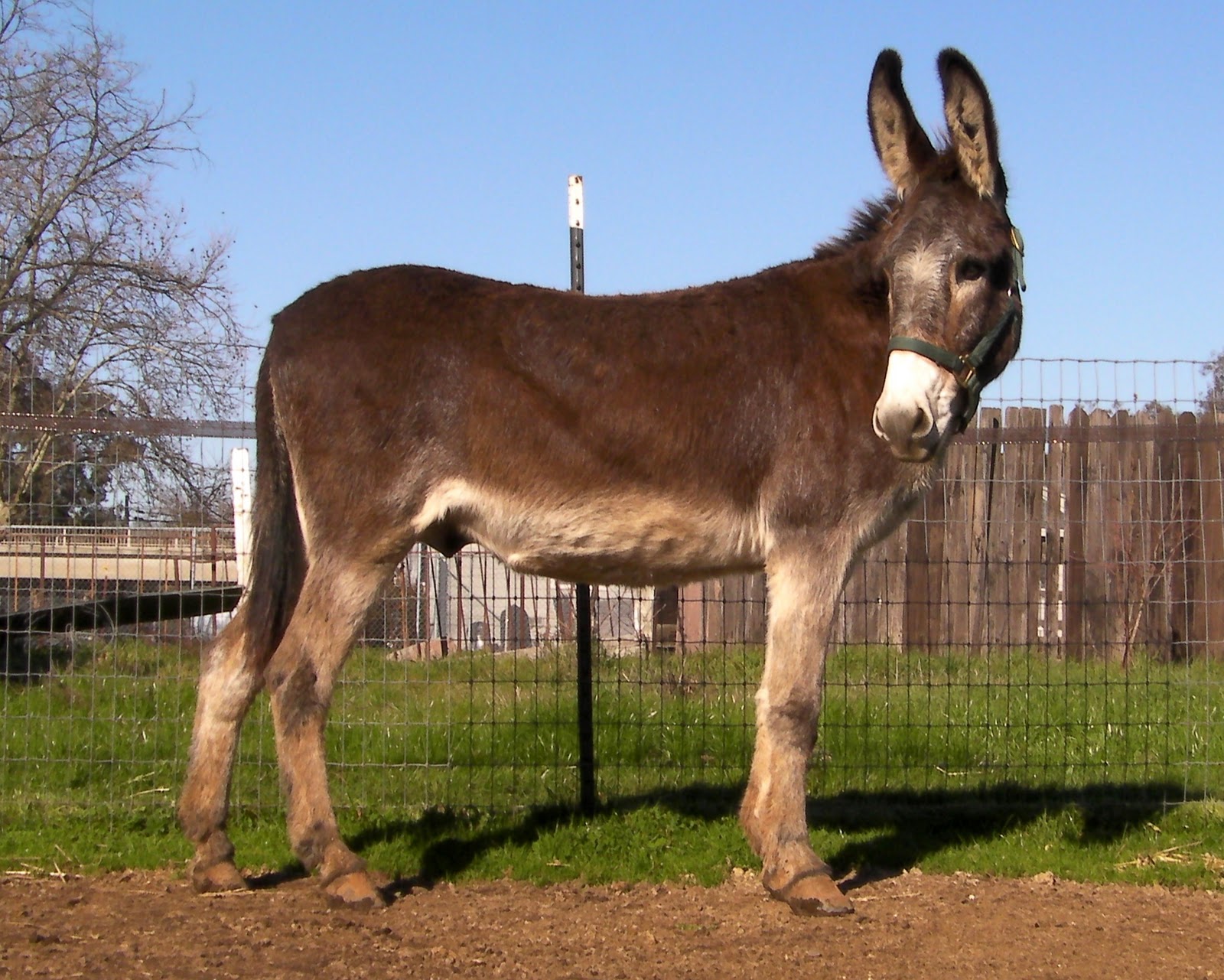 Daisy the Donkey