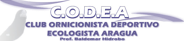 CODEA: Noticias