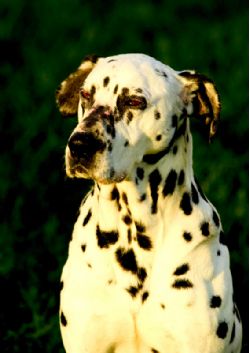 Sri Lankan Dog Lovers: Dog Breed Information ( B - D )