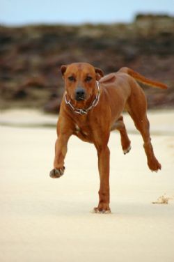 Sri Lankan Dog Lovers: Dog Breed Information ( P - S )