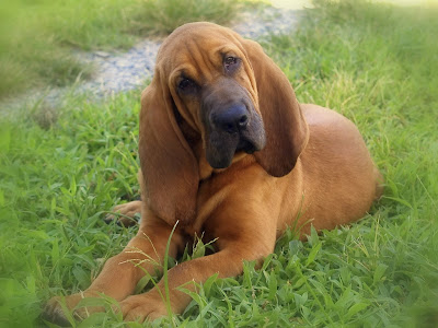 ALL BREEDS DOGS: Bloodhound dog