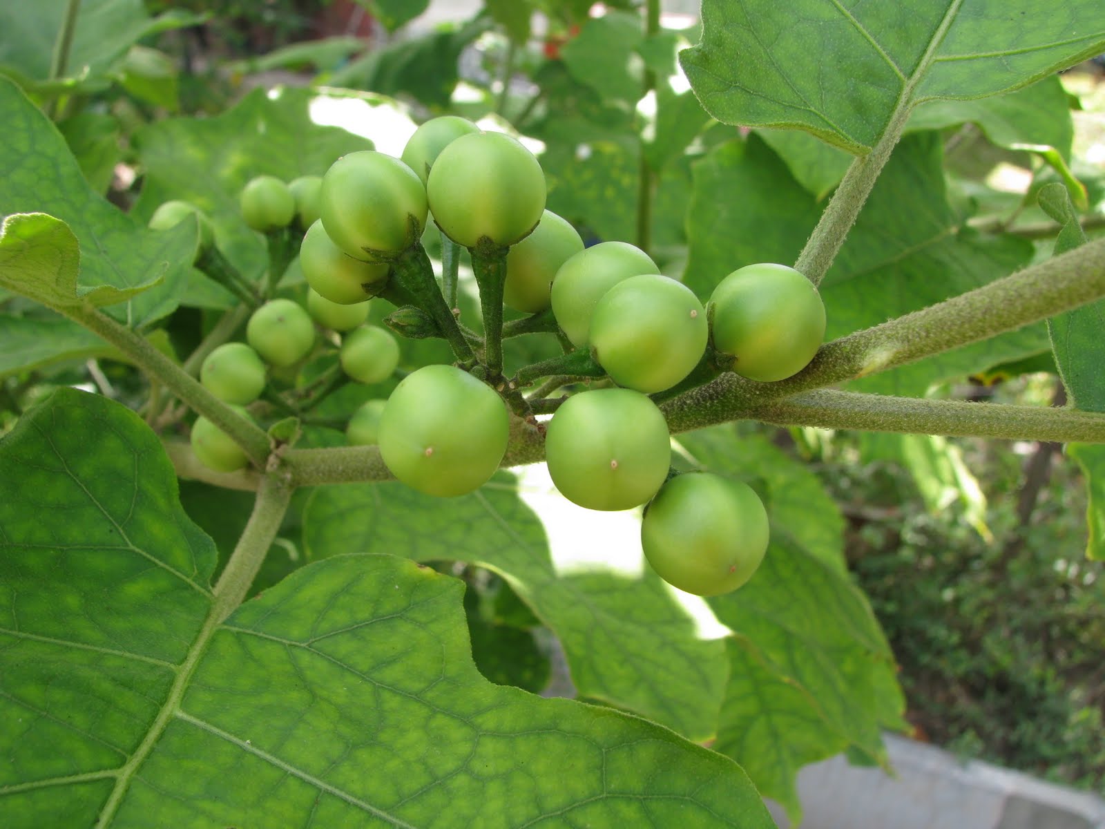 Jejaka Ini: Senapang Kayu
