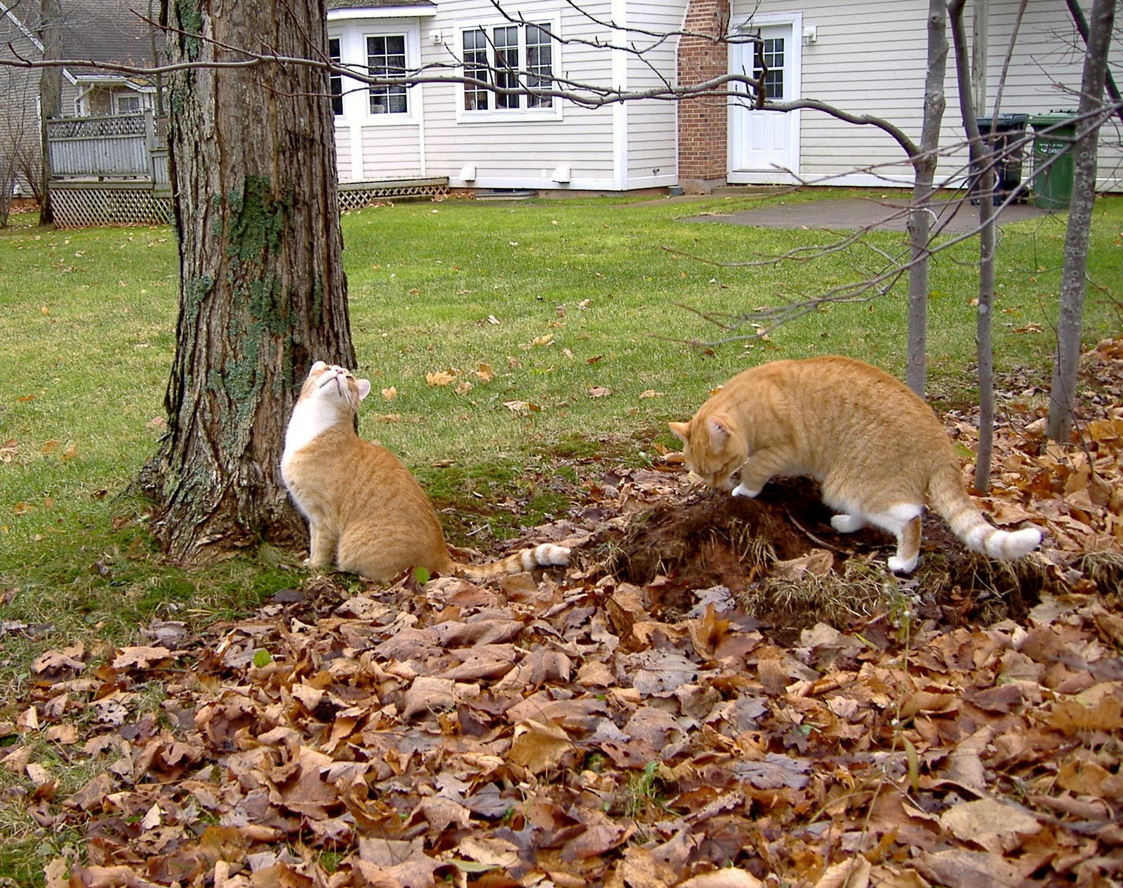 Pat's Cats: Chasing the Squirrel (December 2009)