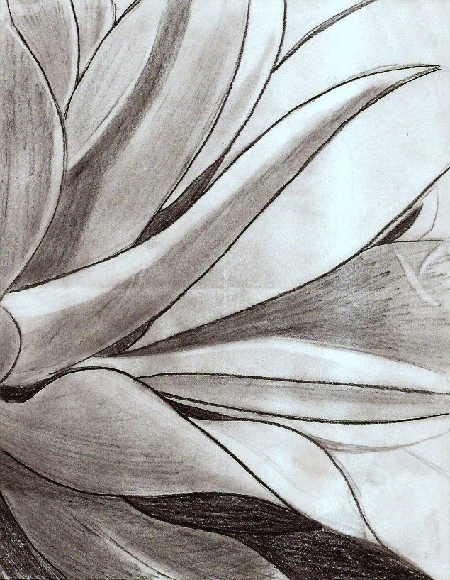 Salinas Sketchers: Weeks 7-10: Form, Contours, Tonal Value, Positive ...