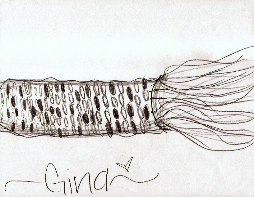 Salinas Sketchers: Weeks 7-10: Form, Contours, Tonal Value, Positive ...