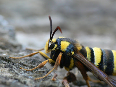 Viendo y aprendiendo de la naturaleza: Sesia del chopo