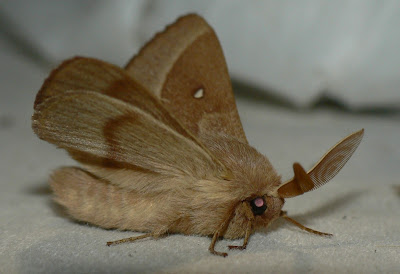 Viendo y aprendiendo de la naturaleza: MARIPOSAS