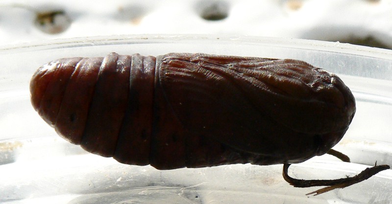 Lepidópteros de Villena y comarca: 2010