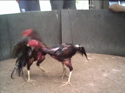 .: StoriesFromAroundTheWorld :.: Tradisi Sabung Ayam