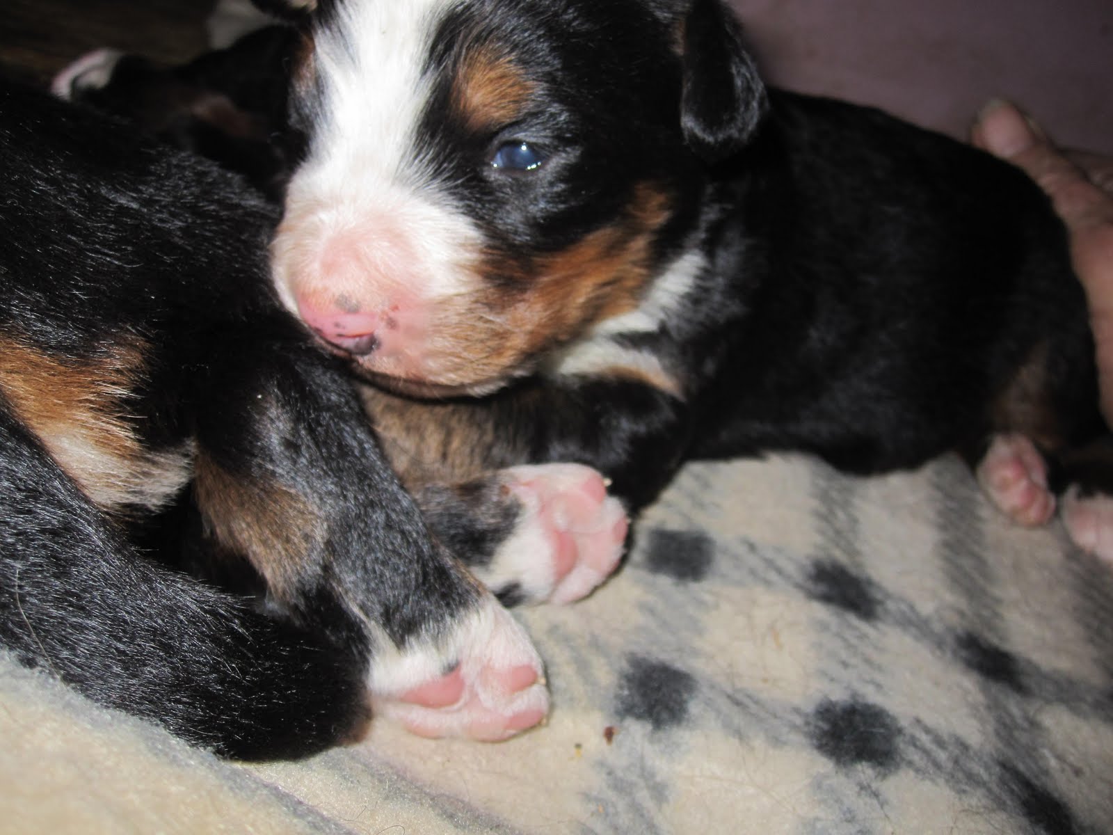 Birken Berners: New Photos of Berner Puppies