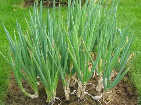 Casa Cozinha e Companhia: cebolinha verde fonte de vitaminas