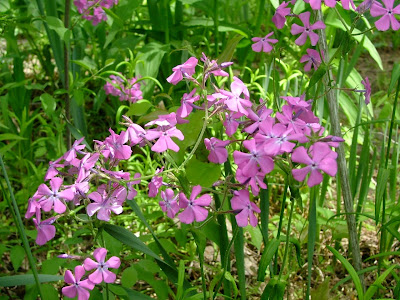clay and limestone: Wildflower Wednesday~Back To The Beginning