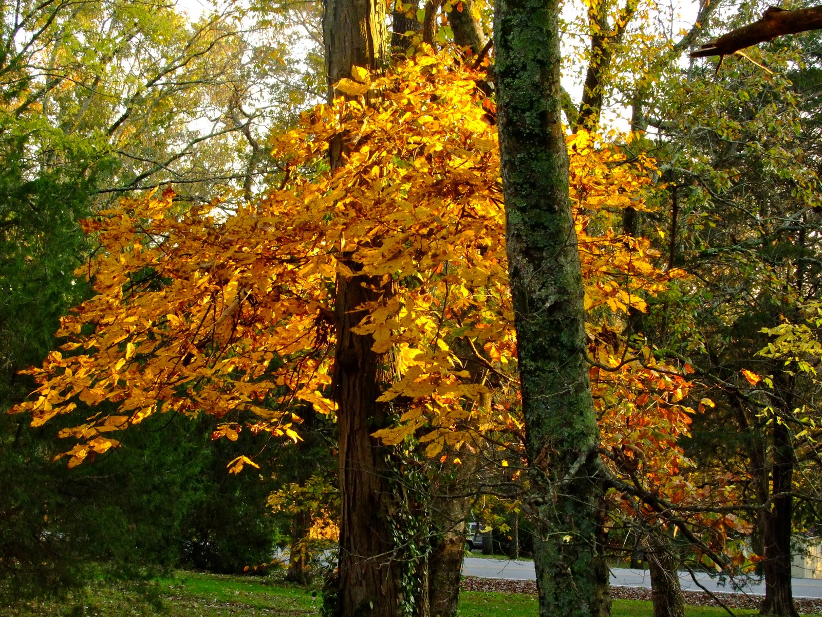 clay and limestone: Wildflower Wednesday~Natives For Fall Color