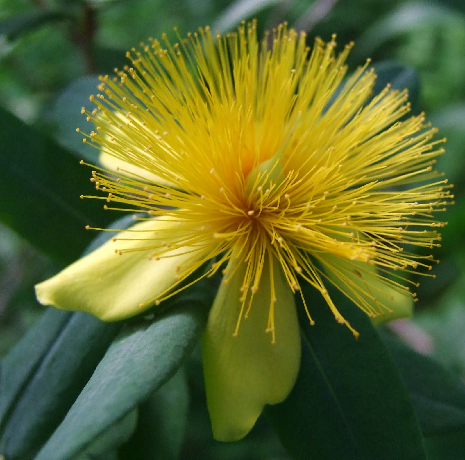 clay and limestone: Hyper Colored Hypericum for Wildflower Wednesday