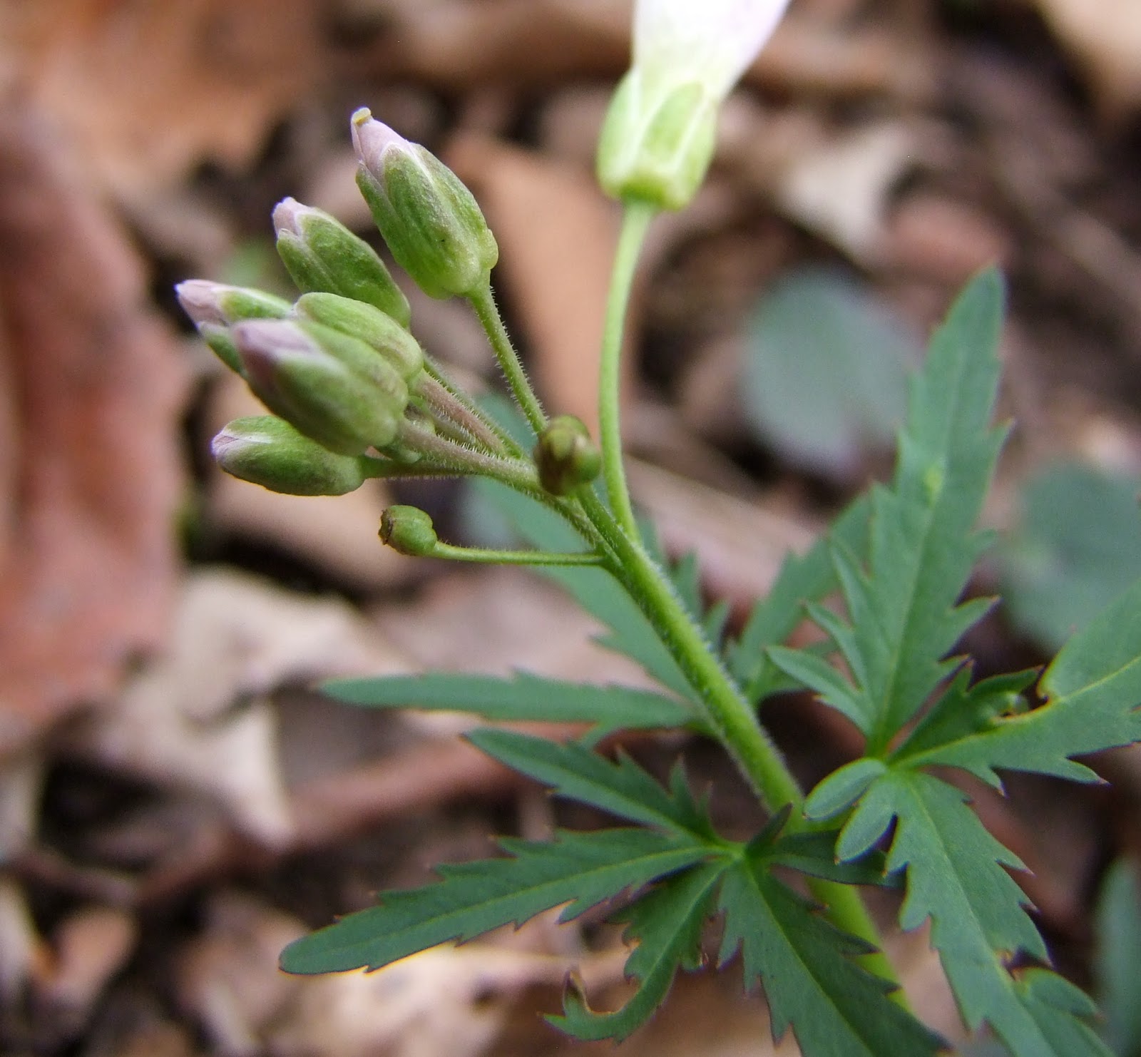 clay and limestone: Wildflower Wednesday~The Toothworts