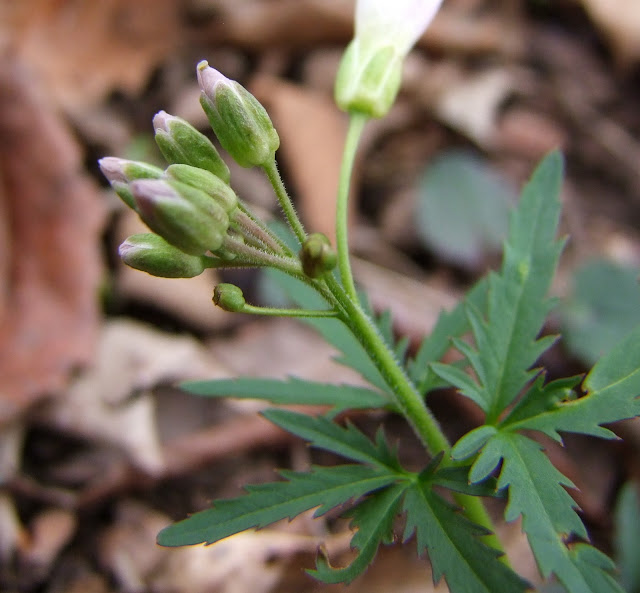 clay and limestone: Wildflower Wednesday~The Toothworts