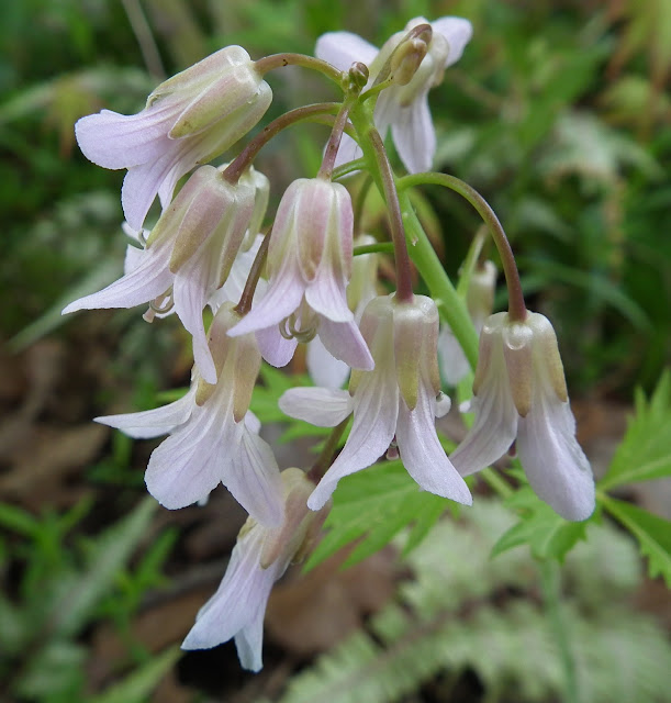 clay and limestone: Wildflower Wednesday~The Toothworts