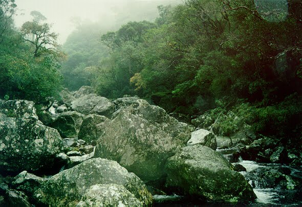 VEGETAÇÃO DO BRASIL: FLORESTA OMBRÓFILA DENSA