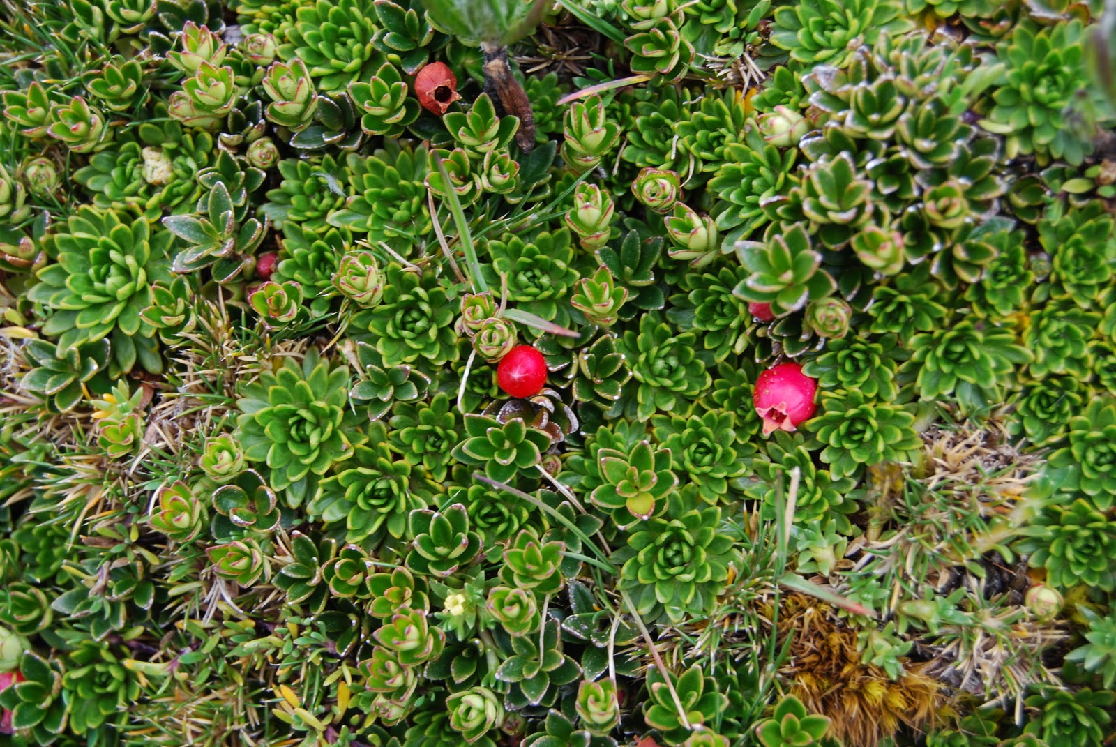 Badgered Ecuadorkian: The Páramo - Friday Jan. 28th - Cayambe Coca Reserve