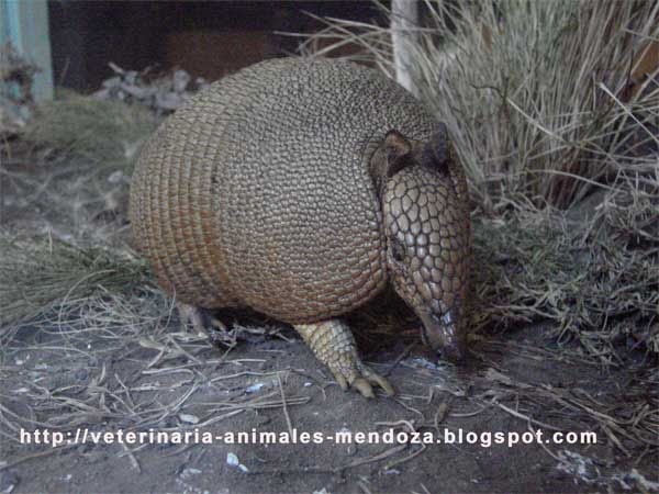 veterinaria - animal - Mendoza: Las mulitas Dasypus