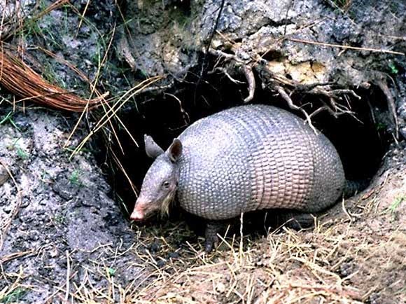 veterinaria - animal - Mendoza: Mulita grande, Dasypus novemcinctus