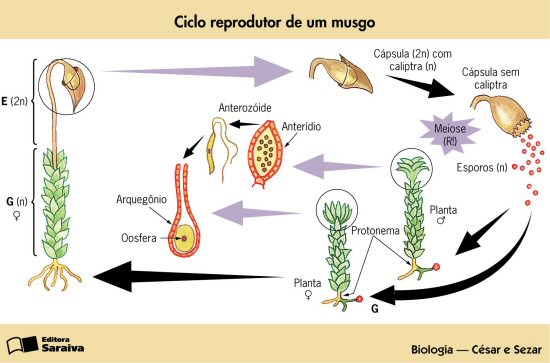 Ciências da Natureza: Reino Plantae (Metaphyta) - Briófitas